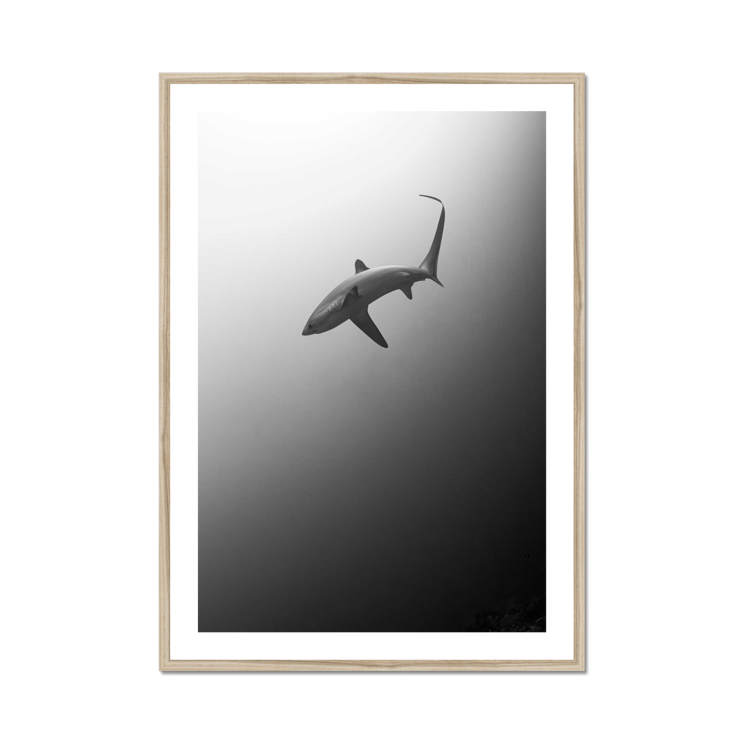 Fathom Flight - Awethentic Gallery